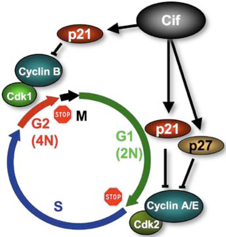 Toxins | Free Full-Text | Cycle Inhibiting Factors (Cifs ... Toxins | Free Full-Text | Cycle Inhibiting Factors (Cifs ...