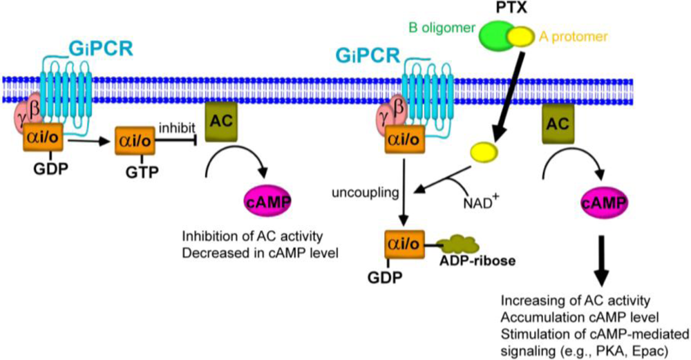 Toxins Free Full Text Gi O Protein Dependent And Independent