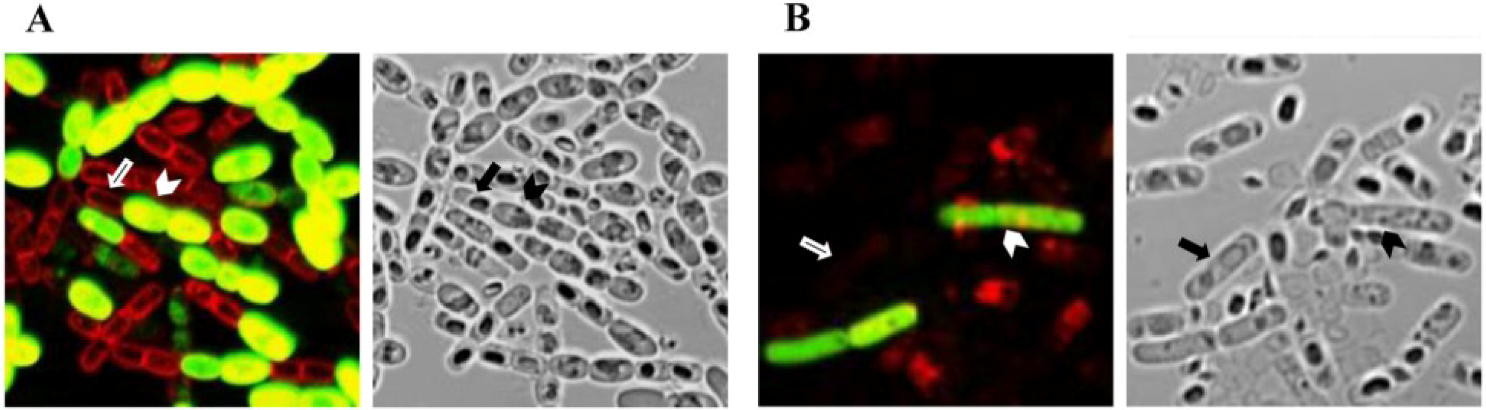 Toxins Free Full Text Regulation Of Cry Gene Expression In Bacillus