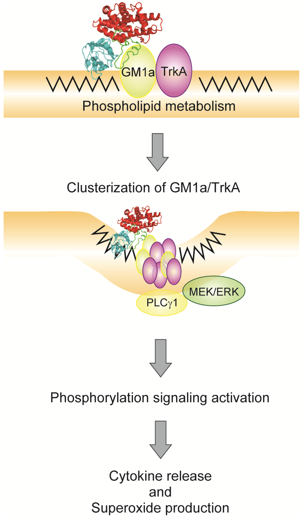 Toxins | Free Full-Text | Membrane-Binding Mechanism of Clostridium ... Toxins | Free Full-Text | Membrane-Binding Mechanism of Clostridium ...