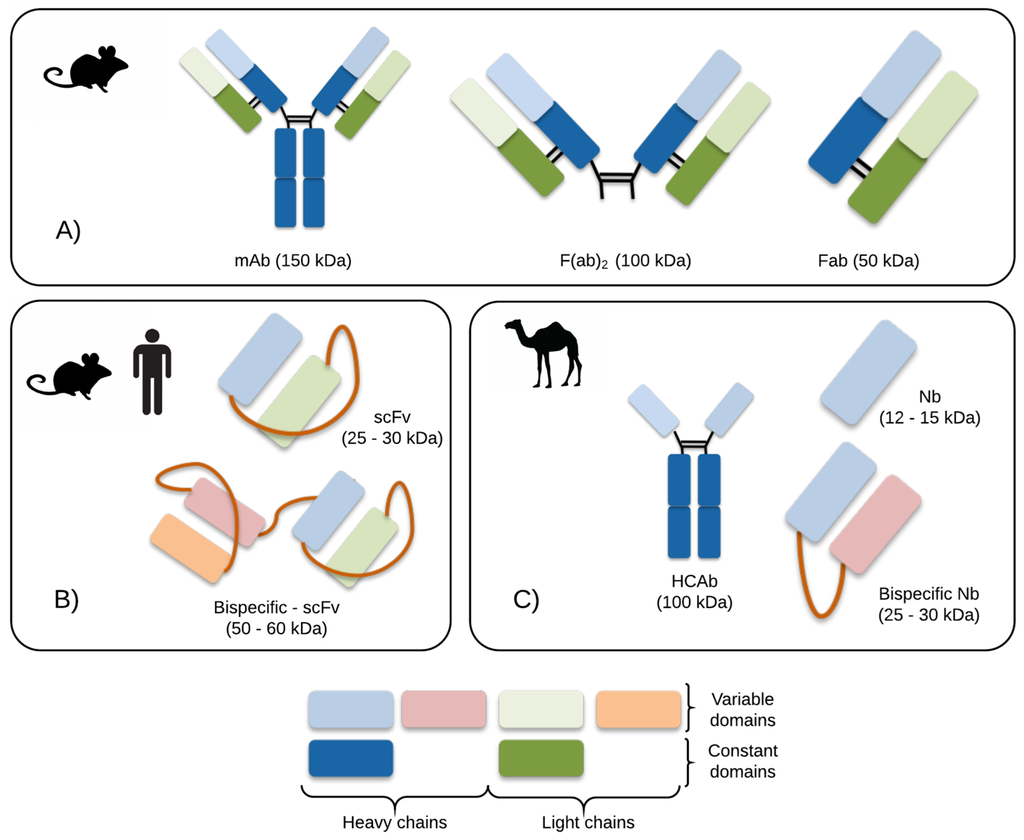 Toxins | Free Full-Text | Biotechnological Trends in Spider and ... Toxins | Free Full-Text | Biotechnological Trends in Spider and ...