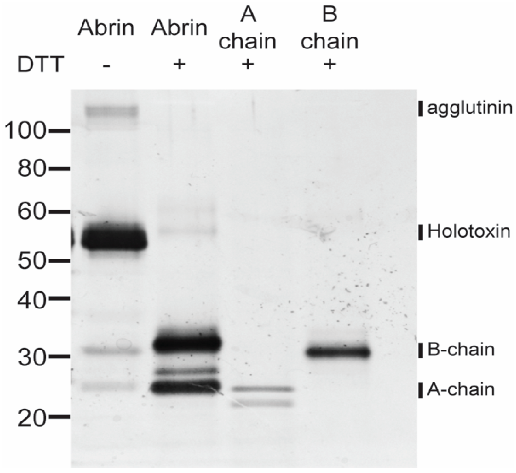 Toxins | Free Full-Text | Abrin Toxicity and Bioavailability after ... Toxins | Free Full-Text | Abrin Toxicity and Bioavailability after ...