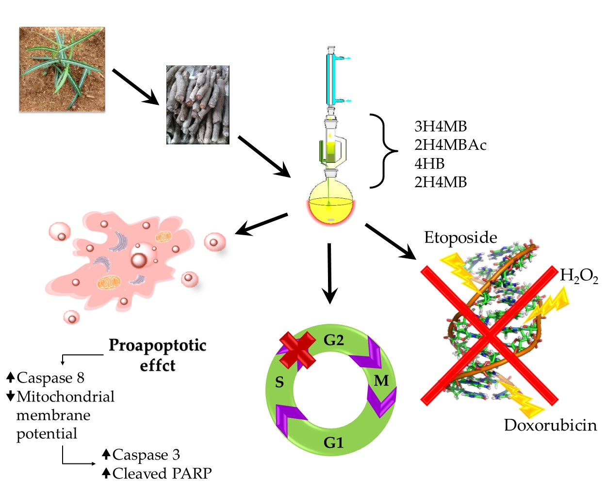 Toxins | Free Full-Text | In Vitro Study of the Cytotoxic, Cytostatic ... Toxins | Free Full-Text | In Vitro Study of the Cytotoxic, Cytostatic ...
