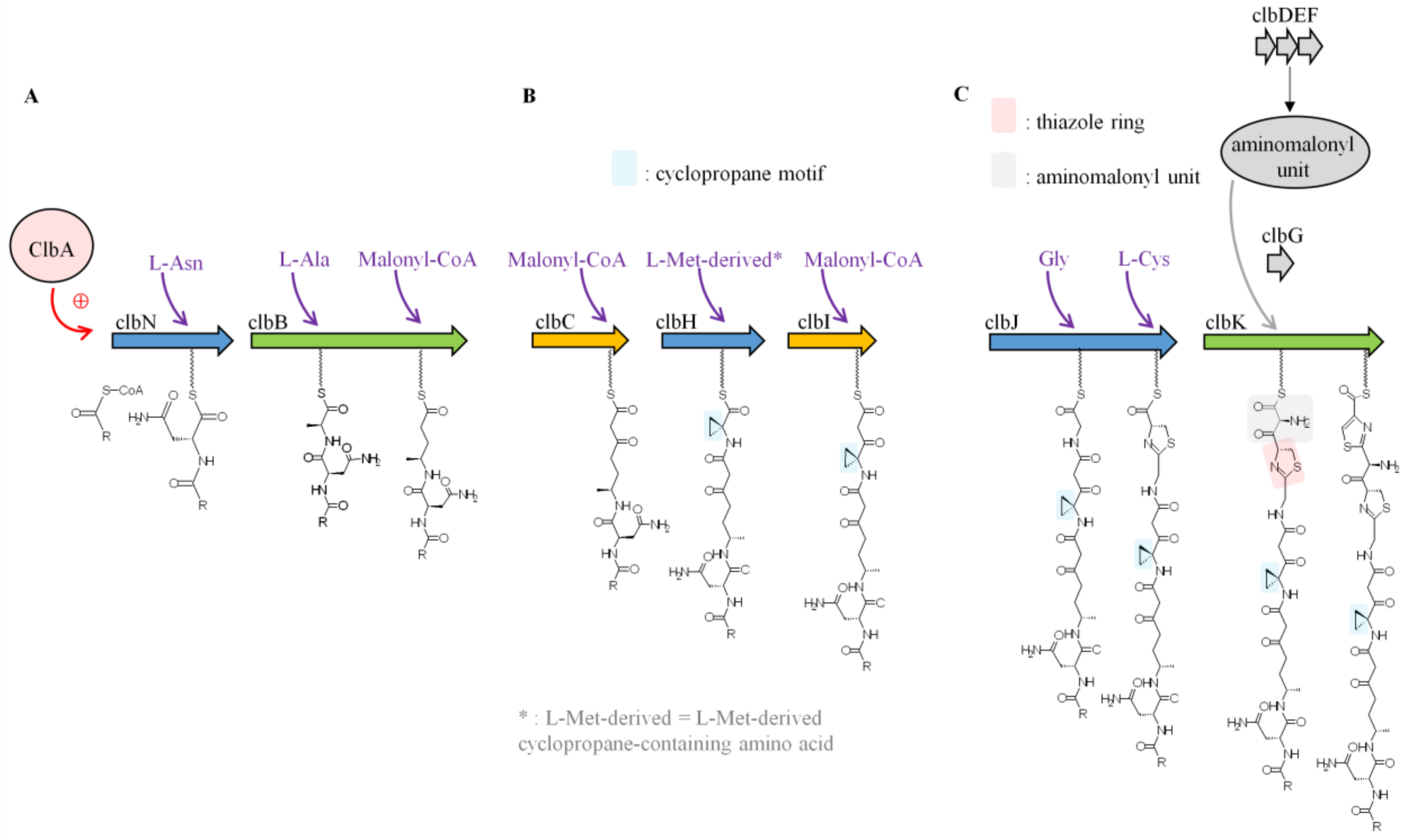Toxins Free Full Text Colibactin More Than A New Bacterial Toxin