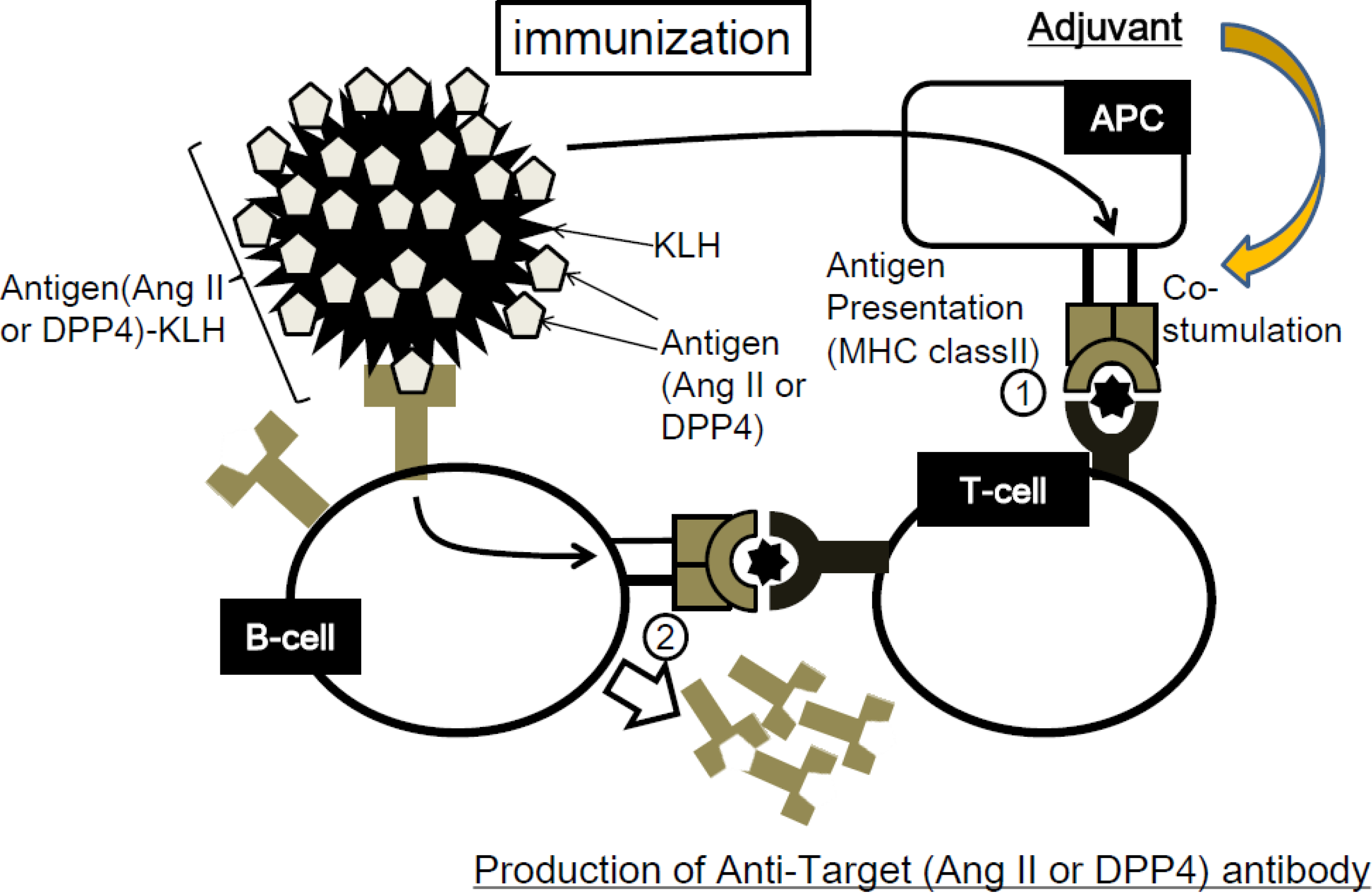 Vaccines | Free Full-Text | Peptide Vaccines for Hypertension and ... Vaccines | Free Full-Text | Peptide Vaccines for Hypertension and ...