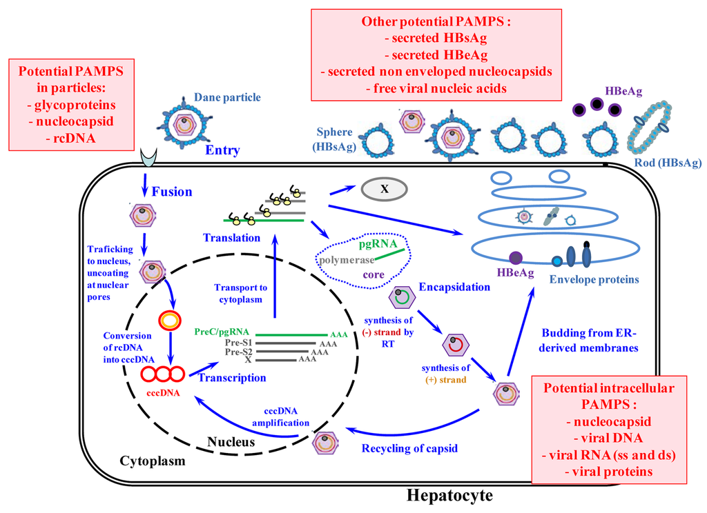 Viruses | Free Full-Text | Innate Antiviral Immune Responses to ... Viruses | Free Full-Text | Innate Antiviral Immune Responses to ...