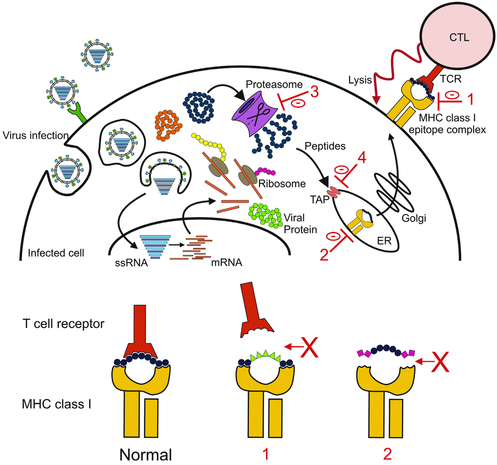 Viruses | Free Full-Text | Evasion of Influenza A Viruses from Innate ... Viruses | Free Full-Text | Evasion of Influenza A Viruses from Innate ...