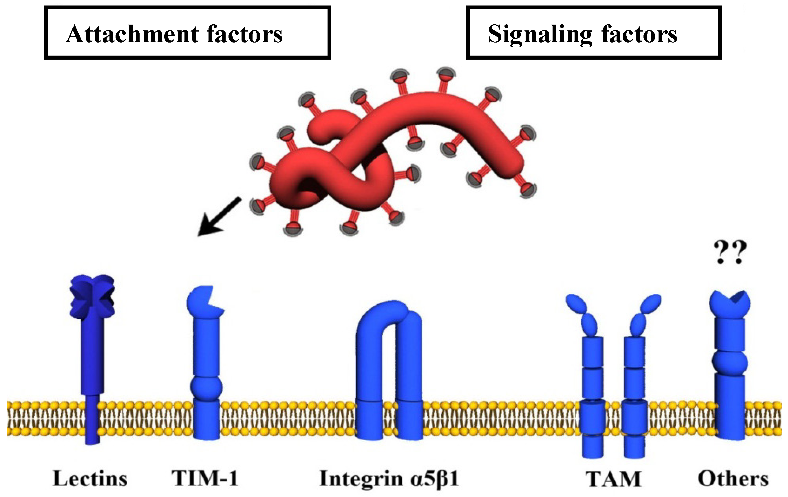 Viruses | Free Full-Text | Host Cell Factors in Filovirus Entry: Novel ... Viruses | Free Full-Text | Host Cell Factors in Filovirus Entry: Novel ...