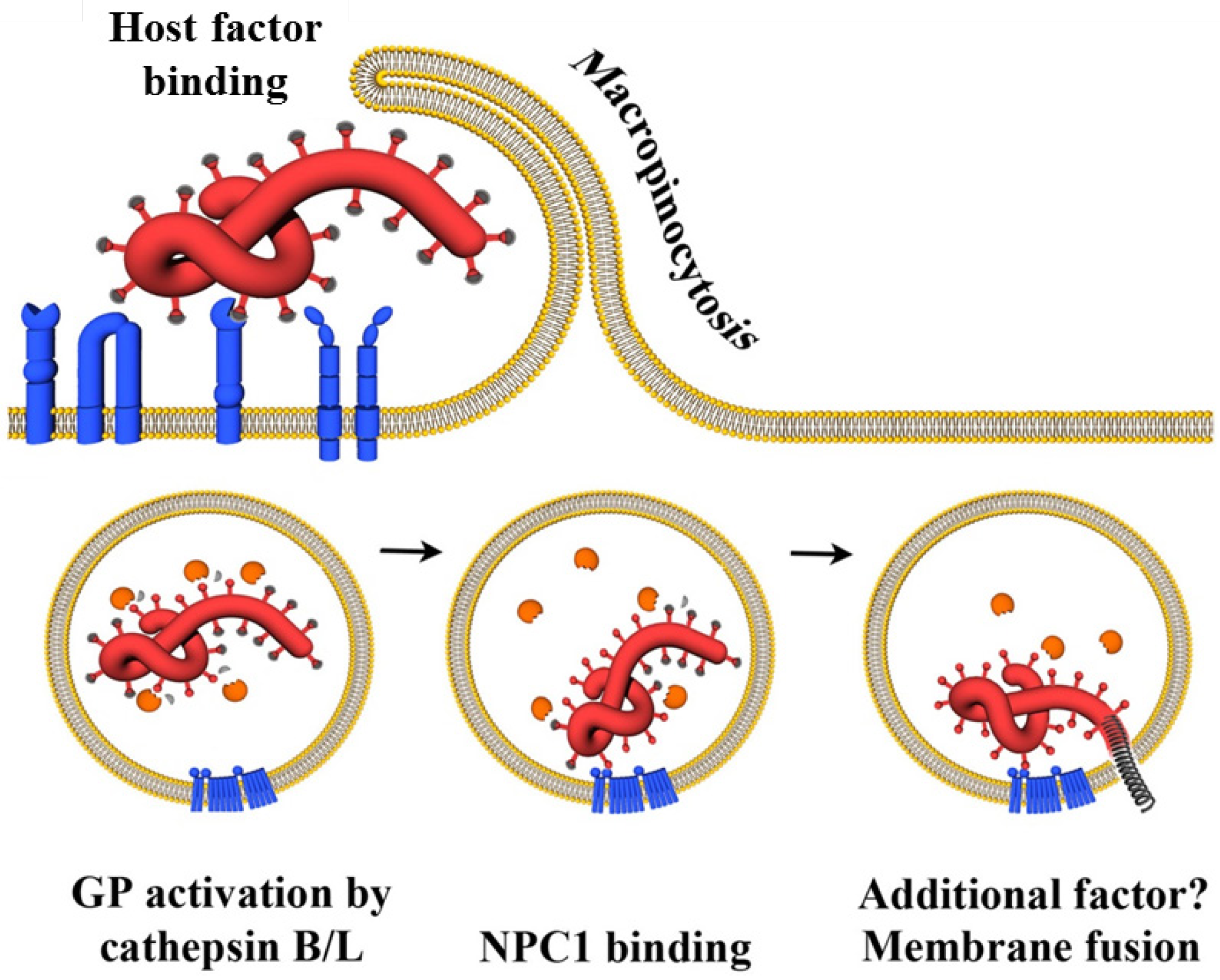 Viruses | Free Full-Text | Host Cell Factors in Filovirus Entry: Novel ... Viruses | Free Full-Text | Host Cell Factors in Filovirus Entry: Novel ...