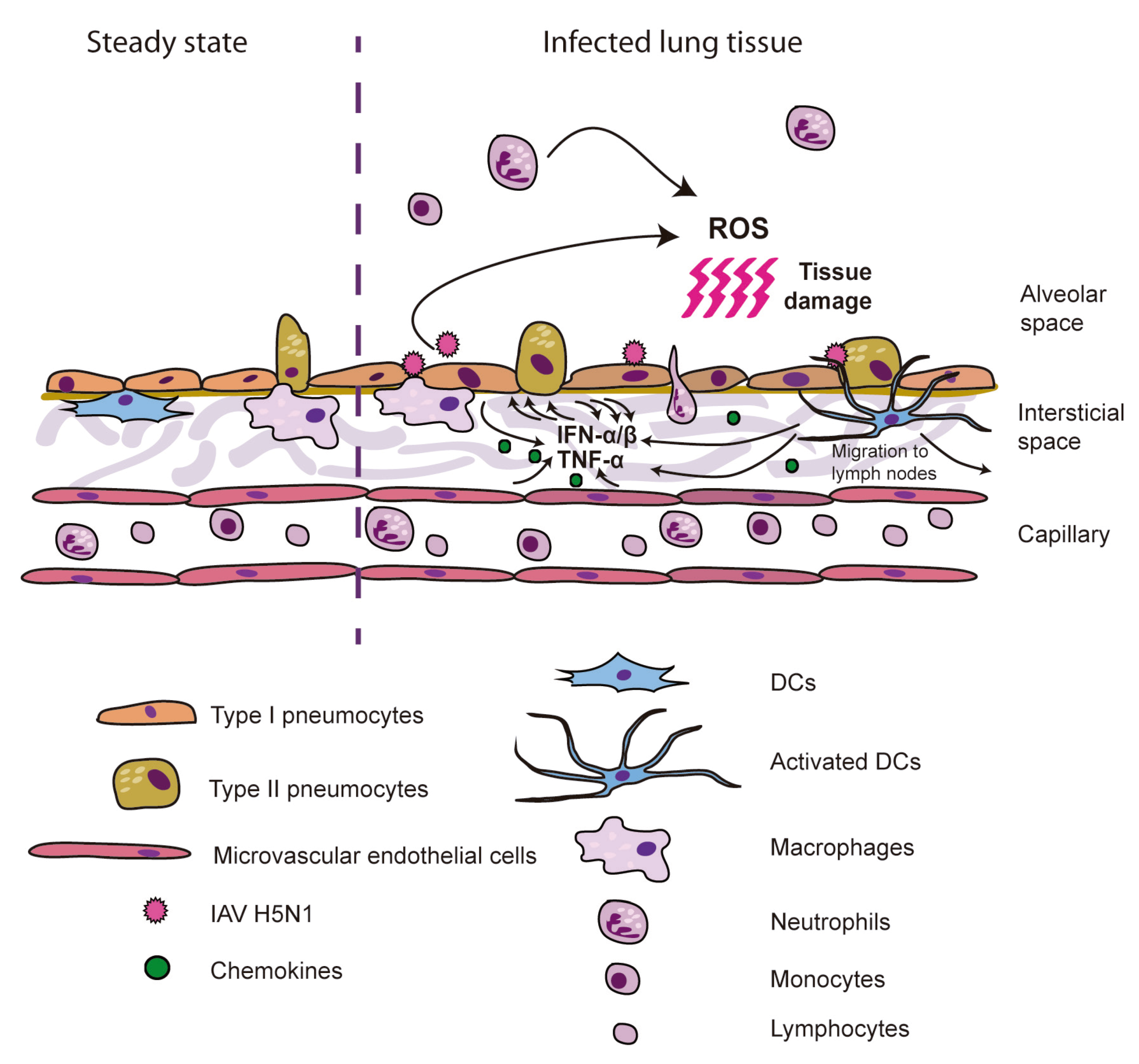 Viruses | Free Full-Text | Innate Immunity to H5N1 Influenza Viruses in ... Viruses | Free Full-Text | Innate Immunity to H5N1 Influenza Viruses in ...