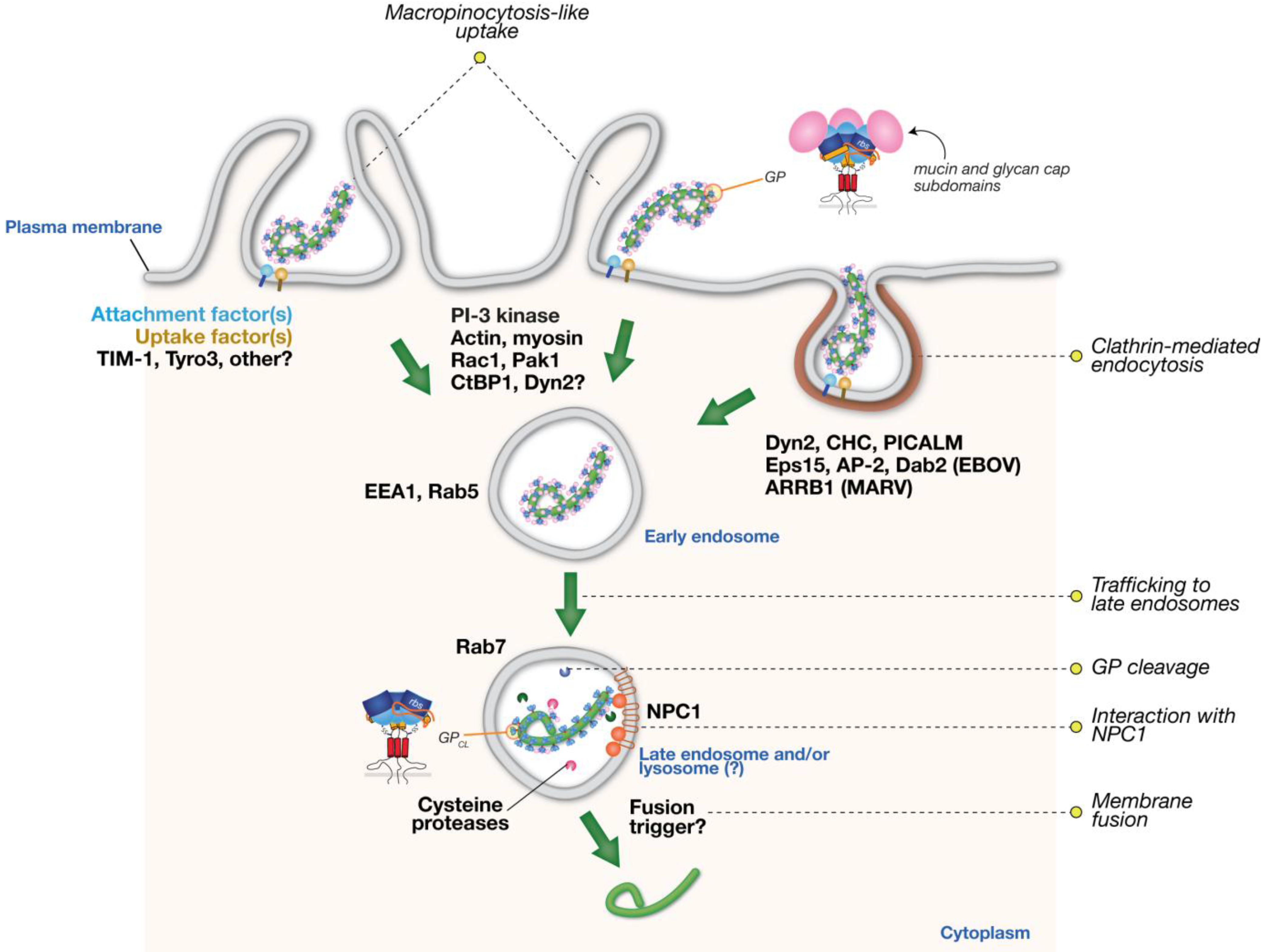 Viruses | Free Full-Text | Endocytic Pathways Involved in Filovirus ... Viruses | Free Full-Text | Endocytic Pathways Involved in Filovirus ...