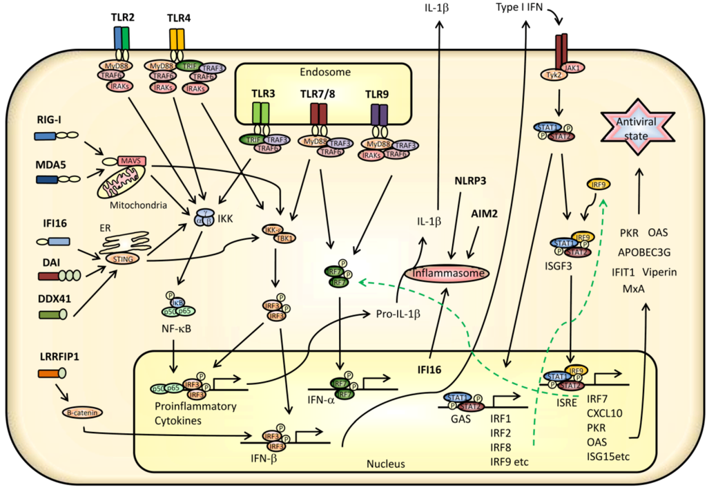 Viruses | Free Full-Text | Learning from the Messengers: Innate Sensing ... Viruses | Free Full-Text | Learning from the Messengers: Innate Sensing ...