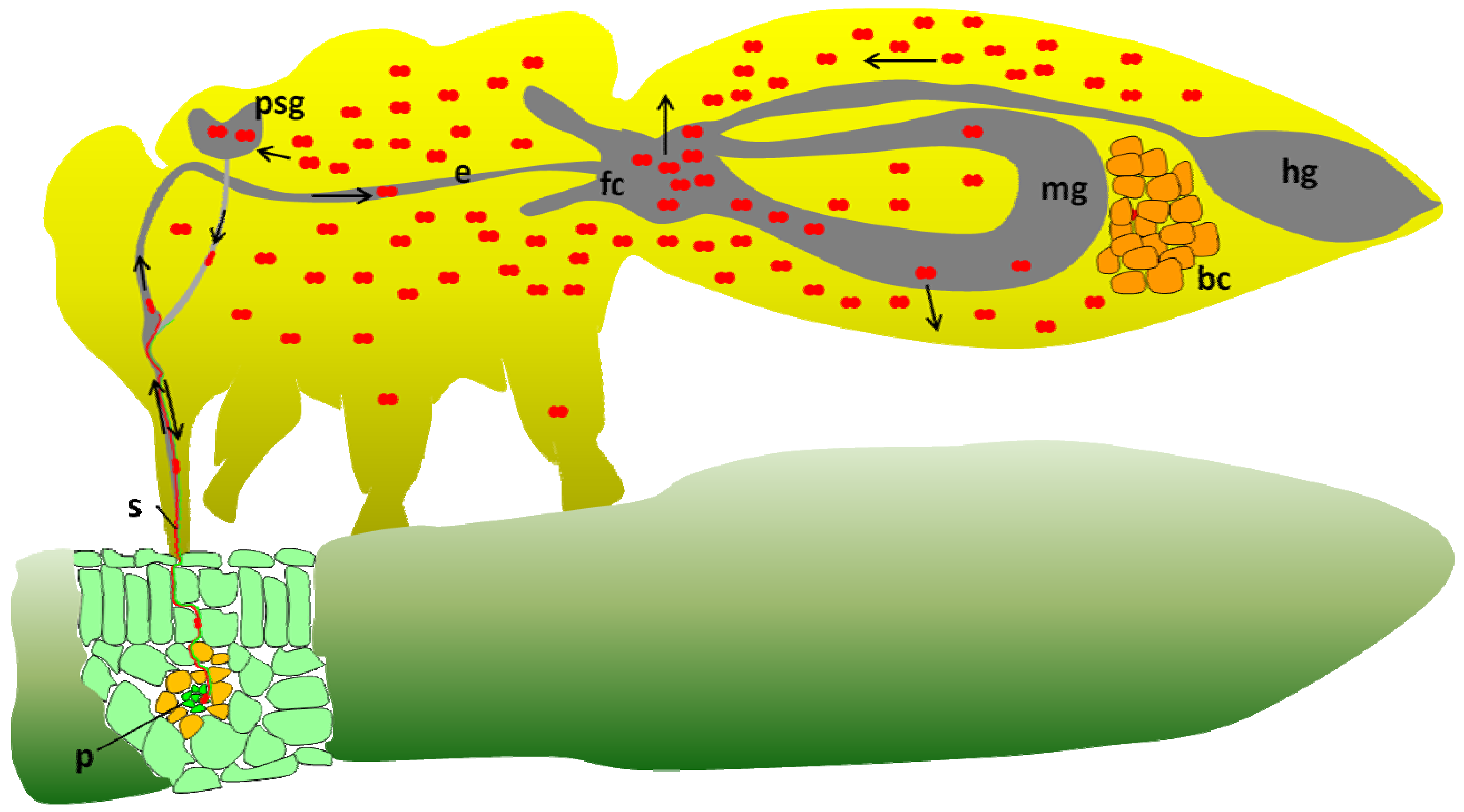 Viruses Free Full Text The Role Of Bacterial Chaperones In The