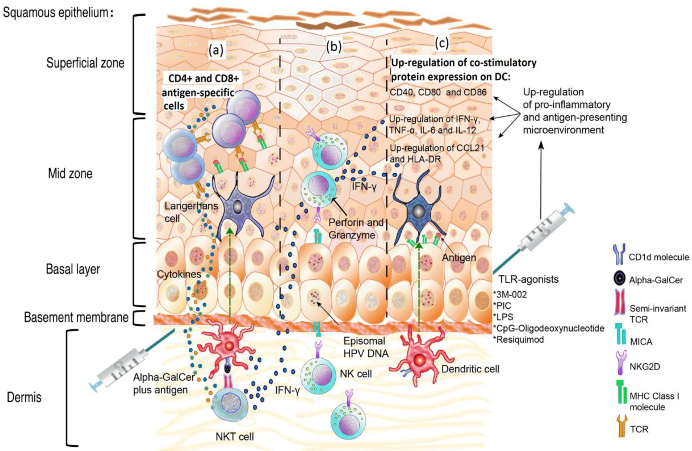 Viruses Free Full Text Role Of Innate Immunity Against Human