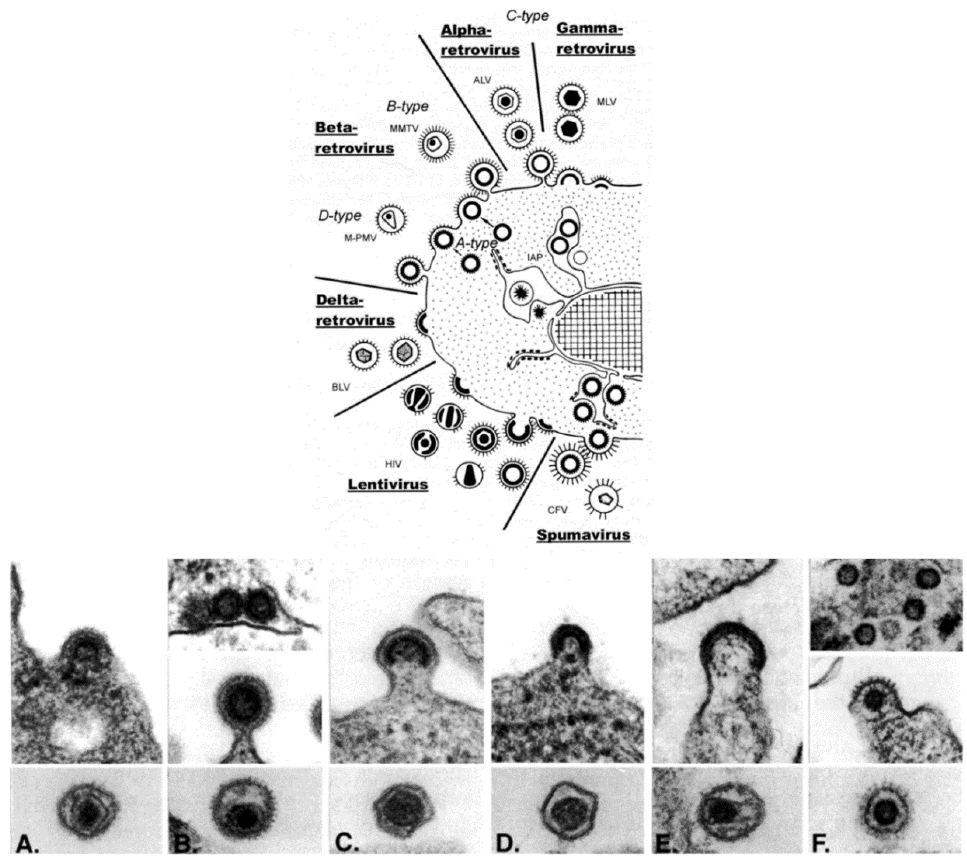 Viruses | Free Full-Text | Morphologic Differentiation of Viruses ... Viruses | Free Full-Text | Morphologic Differentiation of Viruses ...