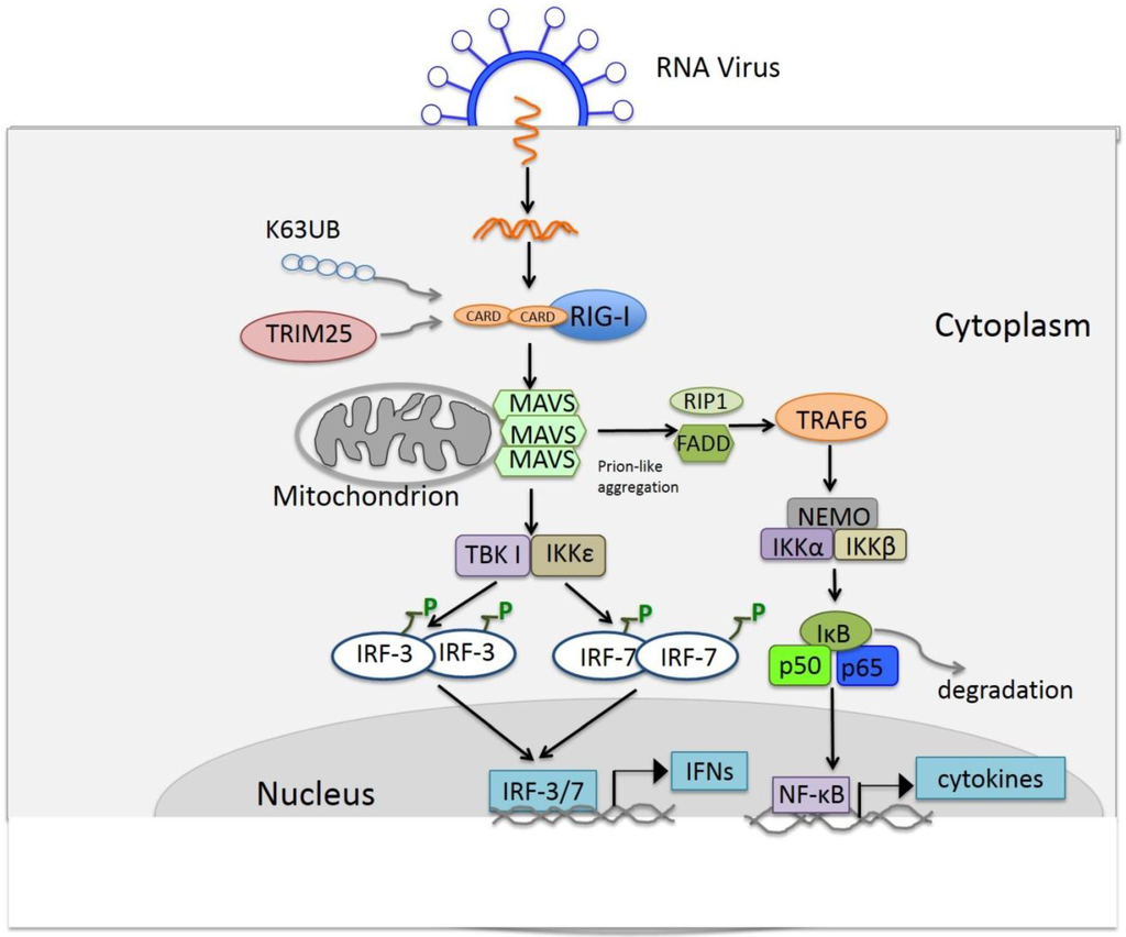 Viruses | Free Full-Text | Interferon Induction by RNA Viruses and ... Viruses | Free Full-Text | Interferon Induction by RNA Viruses and ...