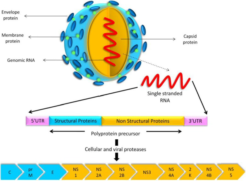 Viral structural proteins Viral structural proteins