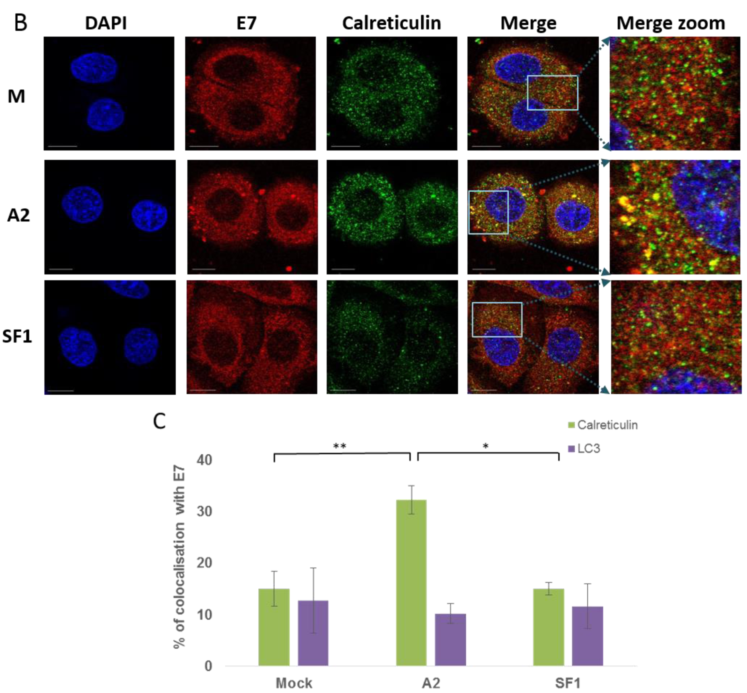Viruses Free Full Text The Subcellular Localisation Of The Human