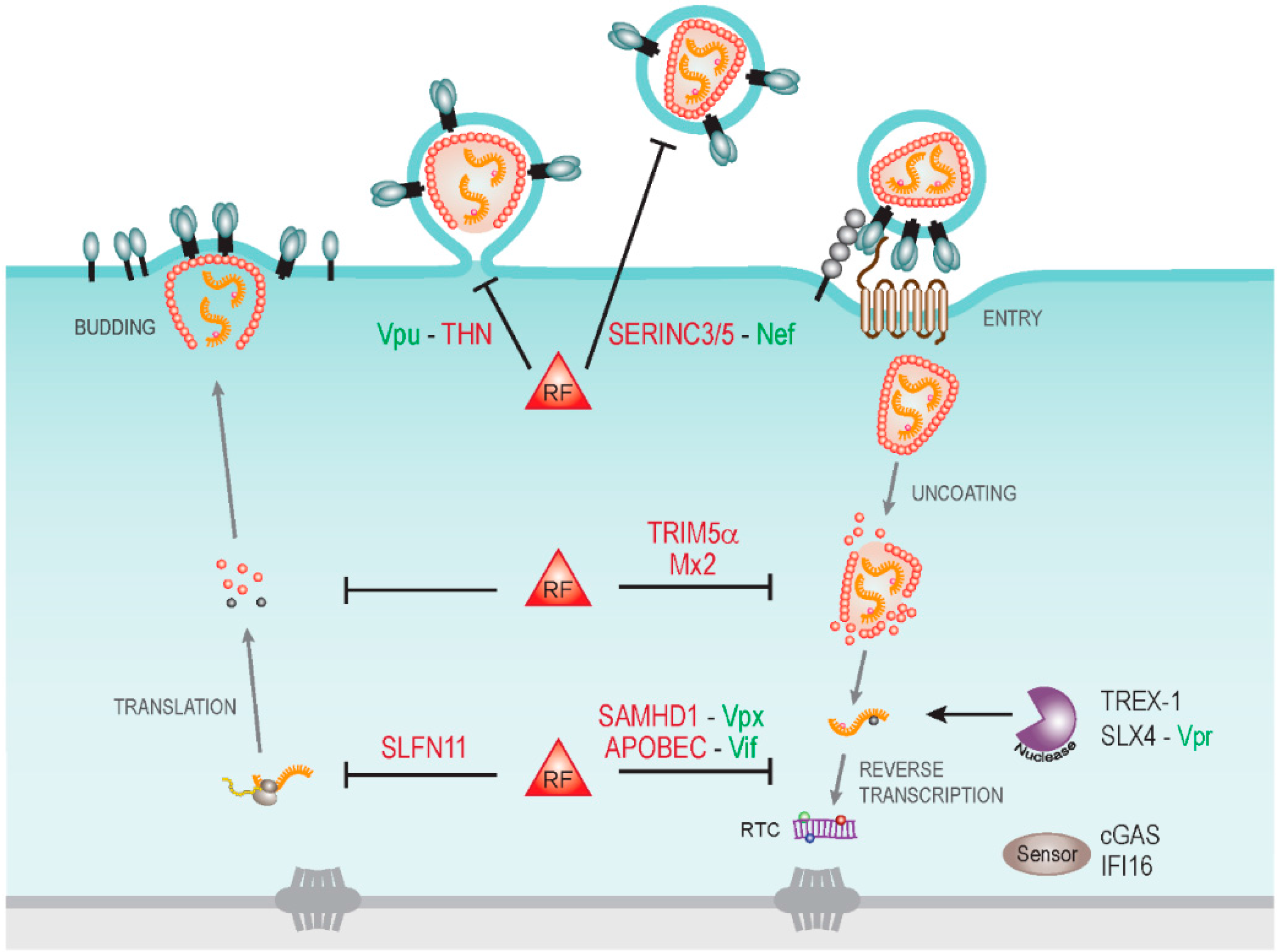Viruses | Free Full-Text | Spotlight on HIV-1 Nef: SERINC3 and SERINC5 ... Viruses | Free Full-Text | Spotlight on HIV-1 Nef: SERINC3 and SERINC5 ...