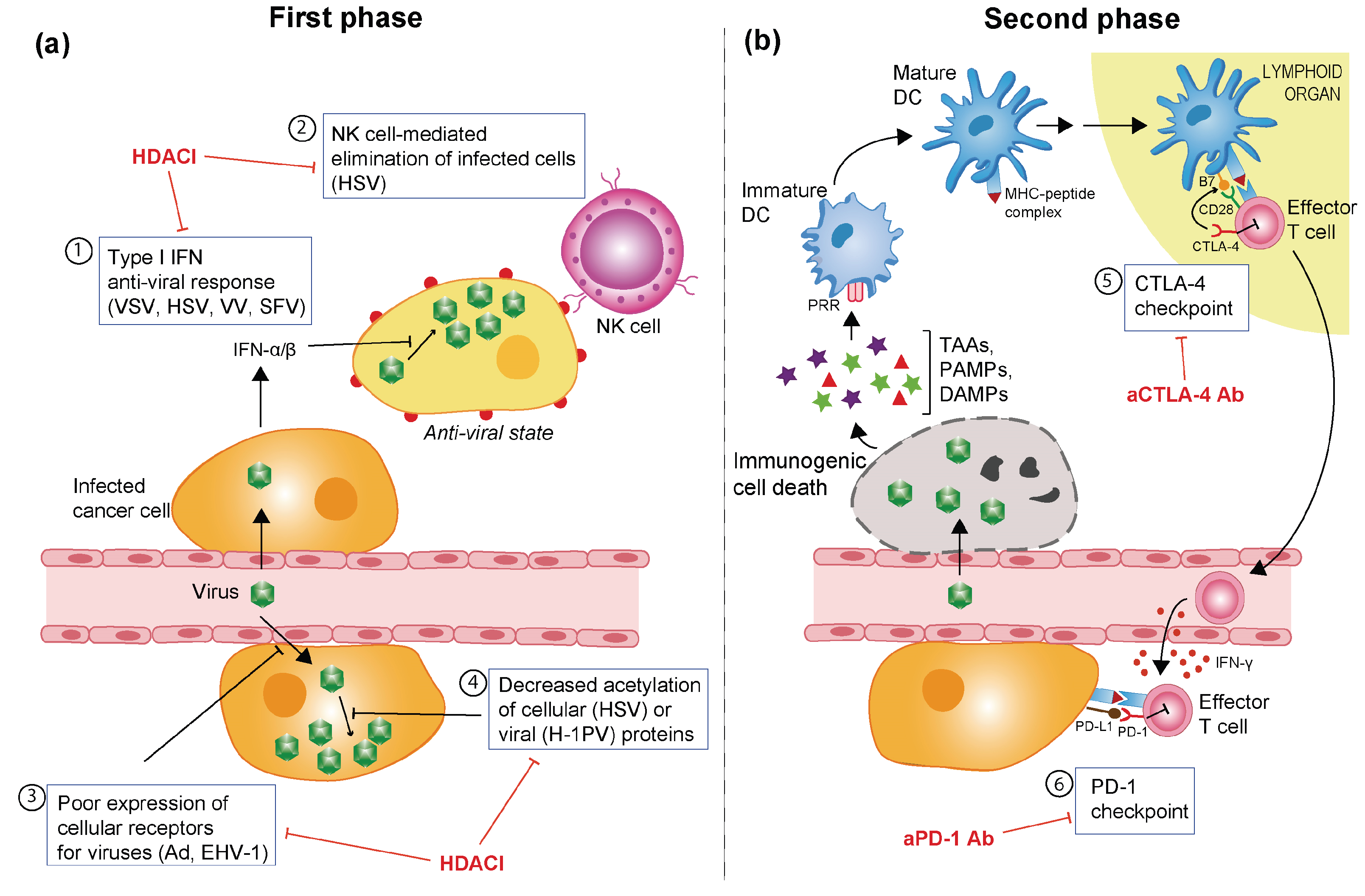 Viruses | Free Full-Text | Overcoming Barriers in Oncolytic Virotherapy ... Viruses | Free Full-Text | Overcoming Barriers in Oncolytic Virotherapy ...