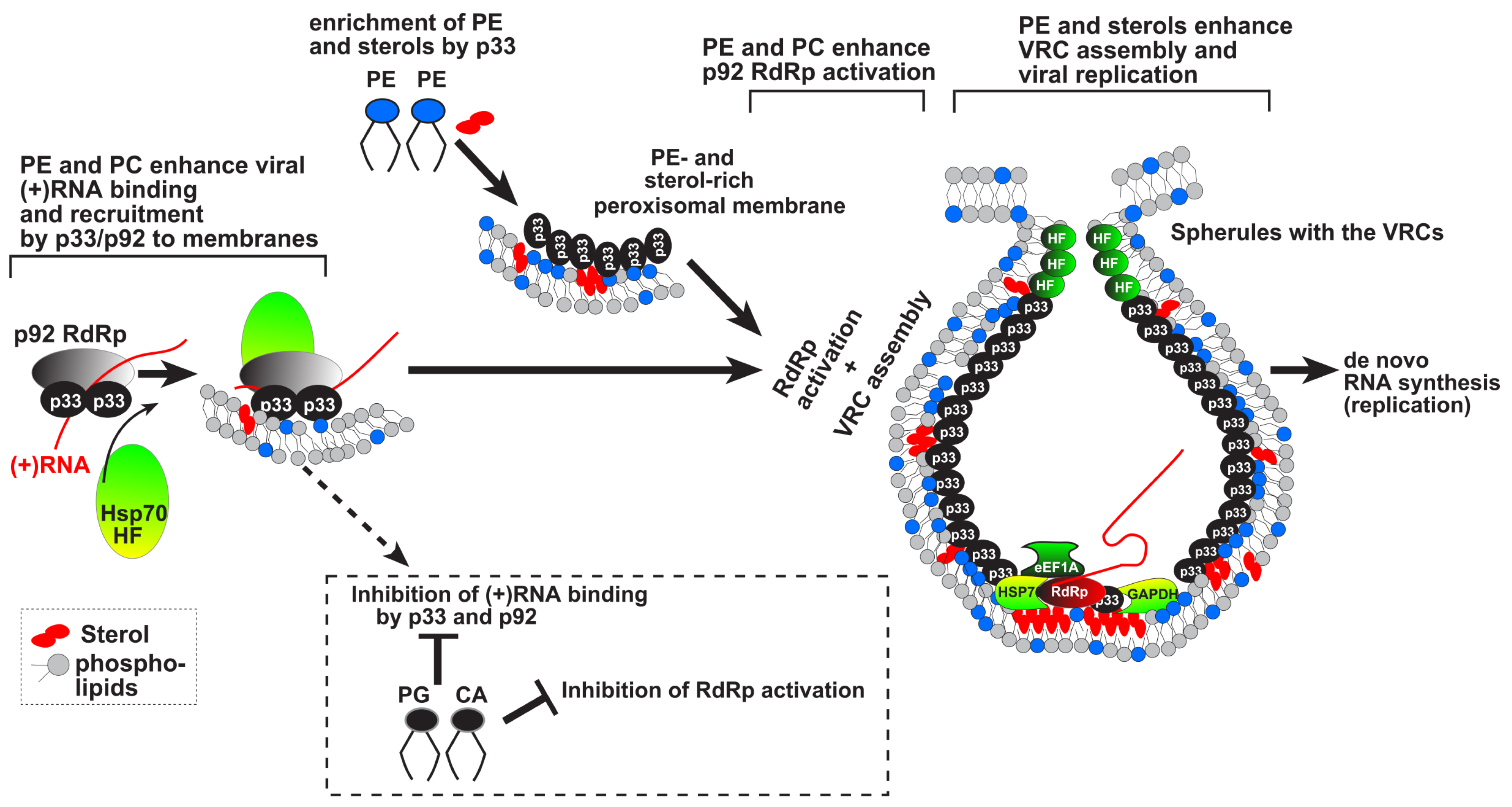 Viruses | Free Full-Text | Cell-Free and Cell-Based Approaches to ... Viruses | Free Full-Text | Cell-Free and Cell-Based Approaches to ...