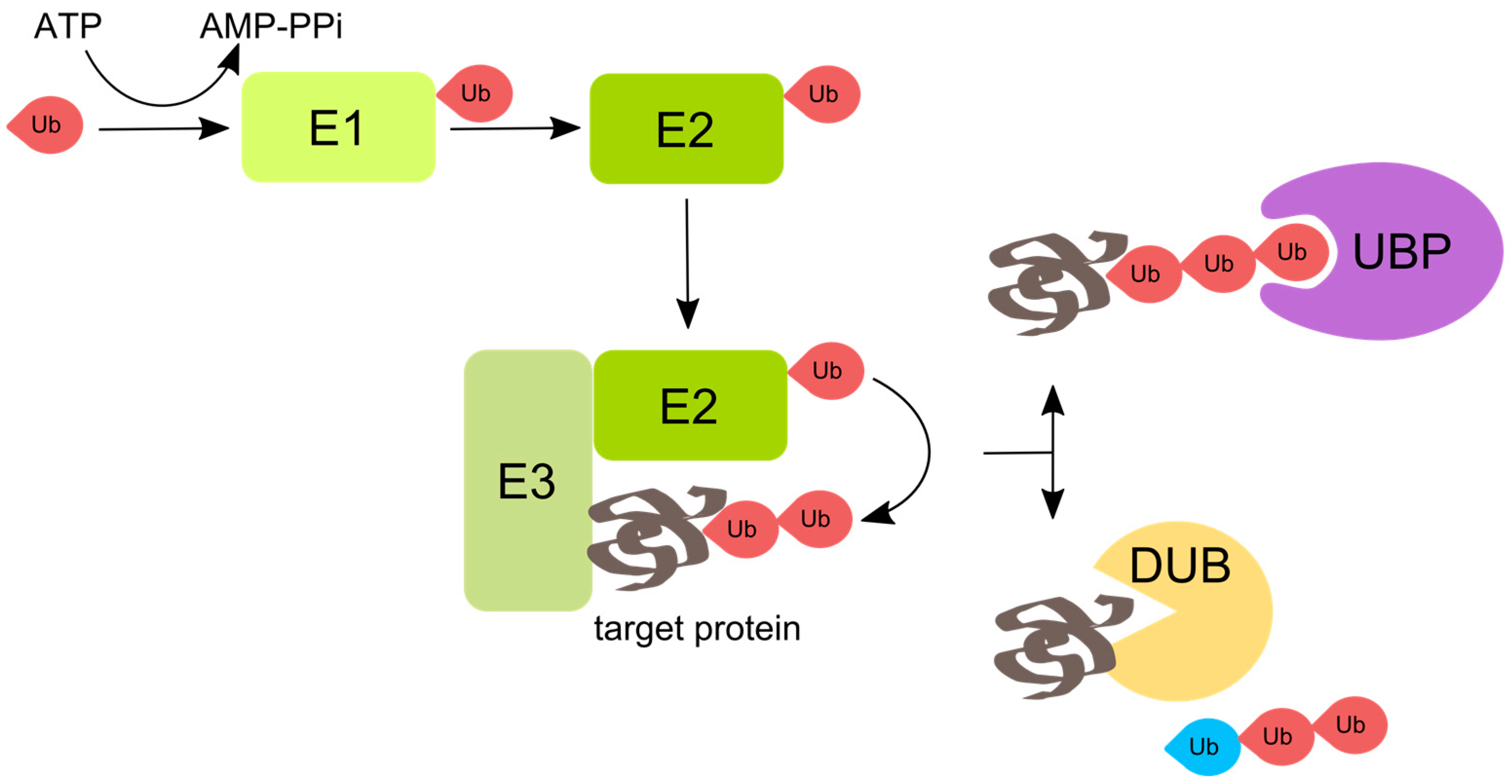 Viruses | Free Full-Text | Ubiquitin in Influenza Virus Entry and ... Viruses | Free Full-Text | Ubiquitin in Influenza Virus Entry and ...