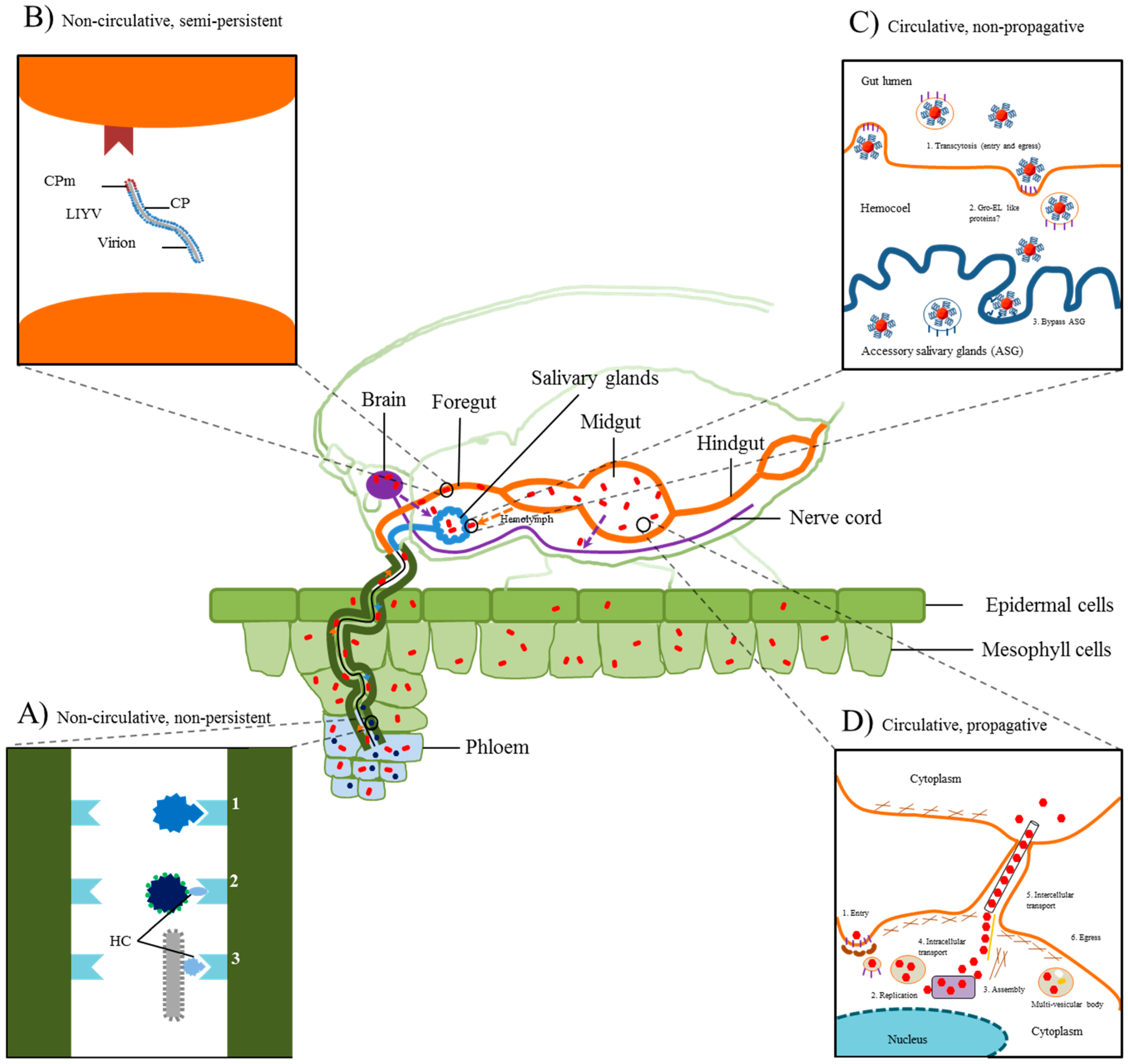 Viruses Free Full Text Plant Virus Insect Vector Interactions