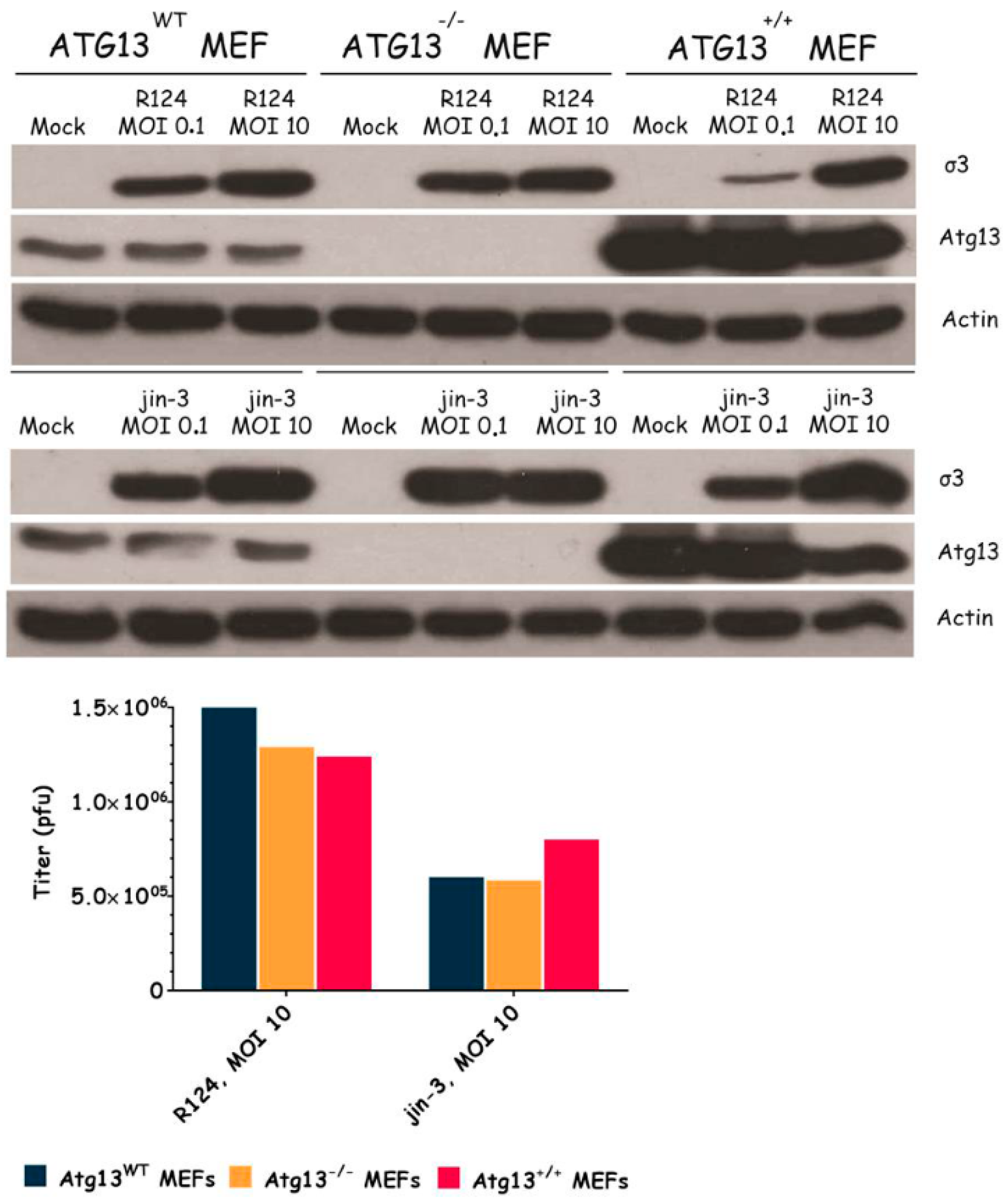 Viruses | Free Full-Text | Oncolytic Reovirus Infection Is Facilitated ... Viruses | Free Full-Text | Oncolytic Reovirus Infection Is Facilitated ...
