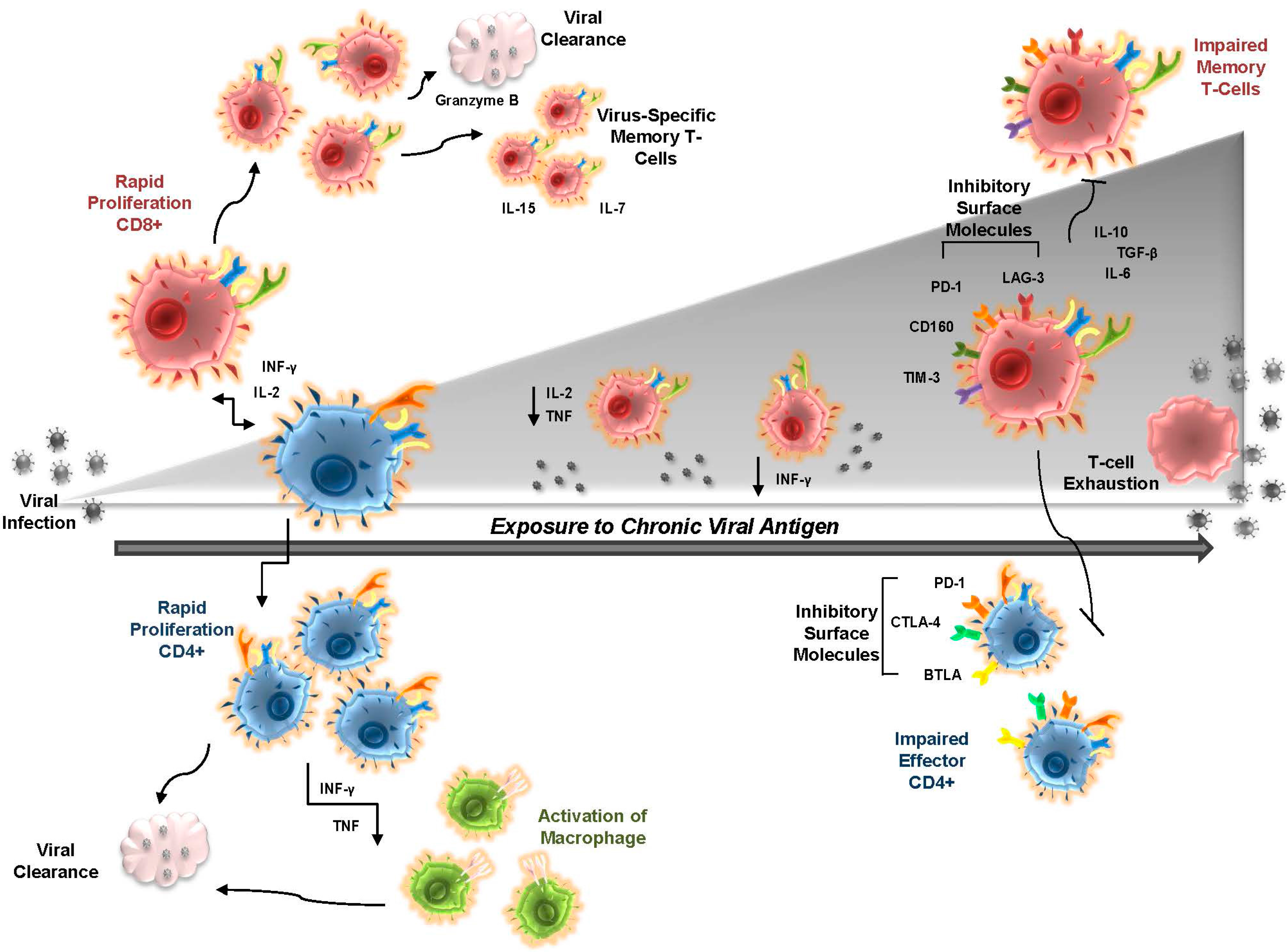 Viruses Free Full Text Telomere Dynamics In Immune Senescence And