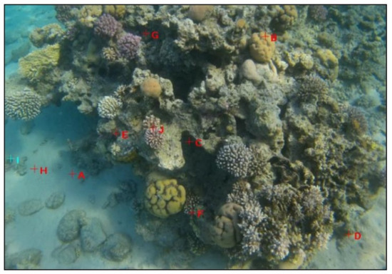 Deep Neural Network Analysis for Environmental Study of Coral Reefs in ...