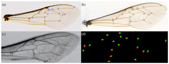 DeepWings©: Automatic Wing Geometric Morphometrics Classification of ...