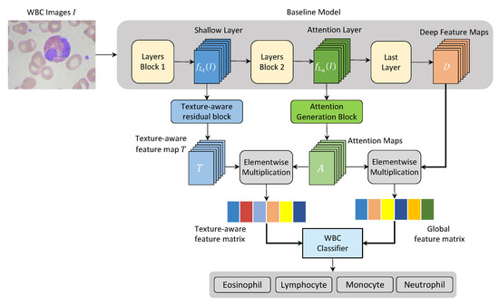 White Blood Cell Classification Using Multi-Attention Data Augmentation ...