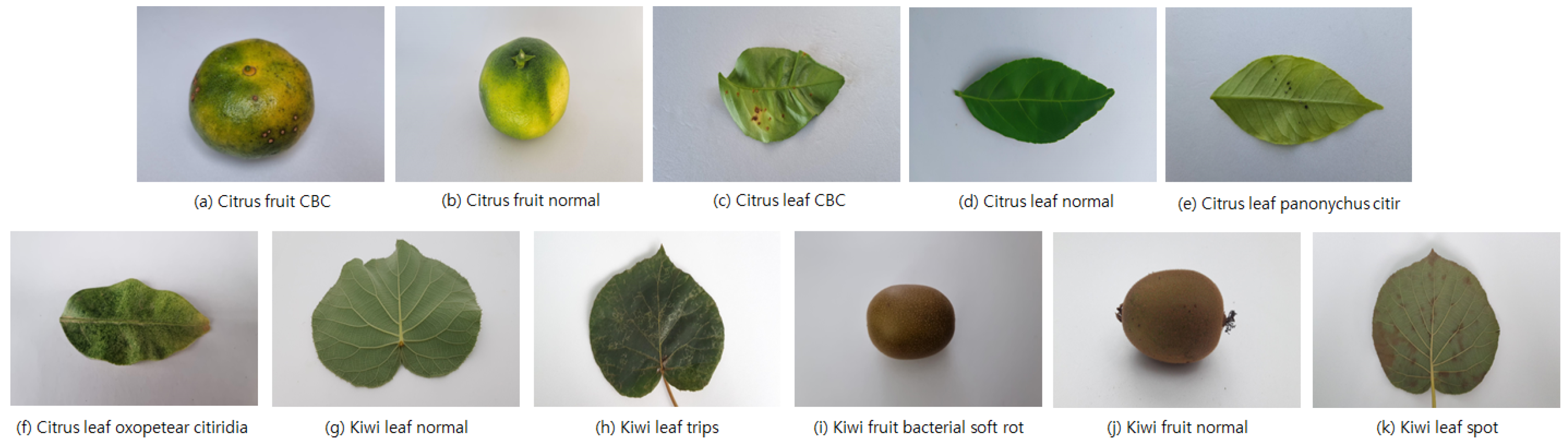 Efficient Data Augmentation Methods for Crop Disease Recognition in ...