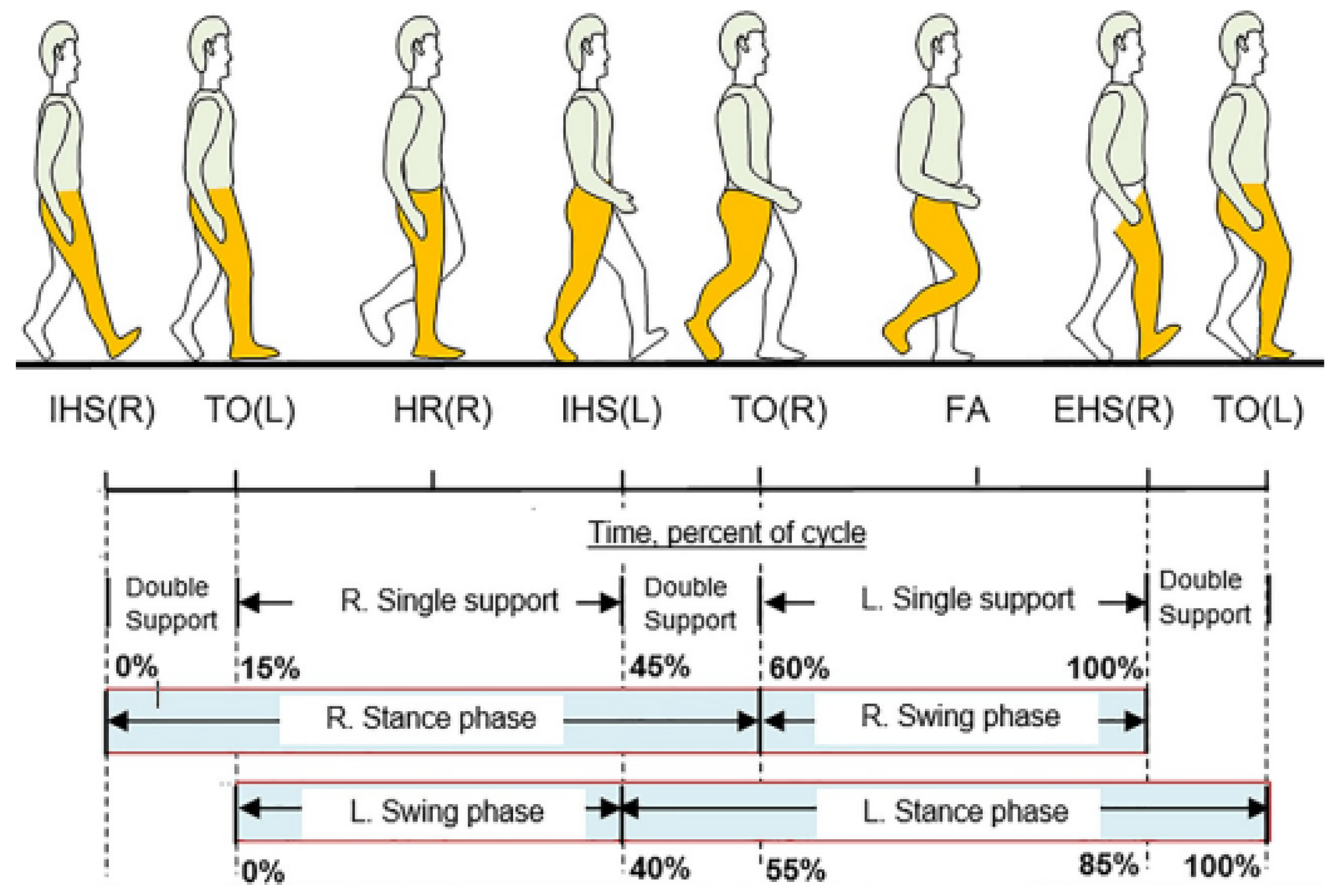 Quinary Classification of Human Gait Phases Using Machine Learning: Investigating the Potential ...