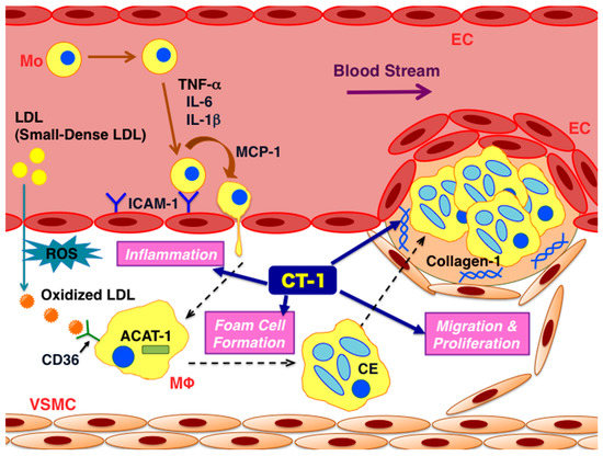Emerging Roles of Cardiotrophin-1 in the Pathogenesis and Biomarker of ...