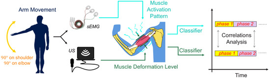 Muscle Activation–Deformation Correlation in Dynamic Arm Movements