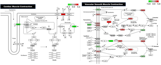 High-Salt Exposure Disrupts Cardiovascular Development in Zebrafish ...