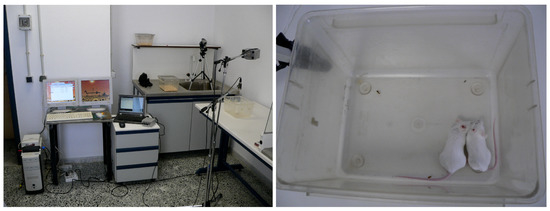 Categorization of Mouse Ultrasonic Vocalizations Using Machine Learning ...