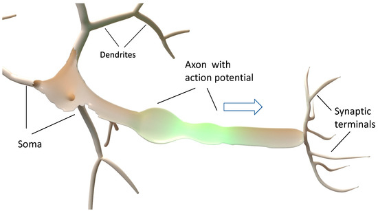 Acoustics | Free Full-Text | An Acoustoelectric Approach to Neuron Function