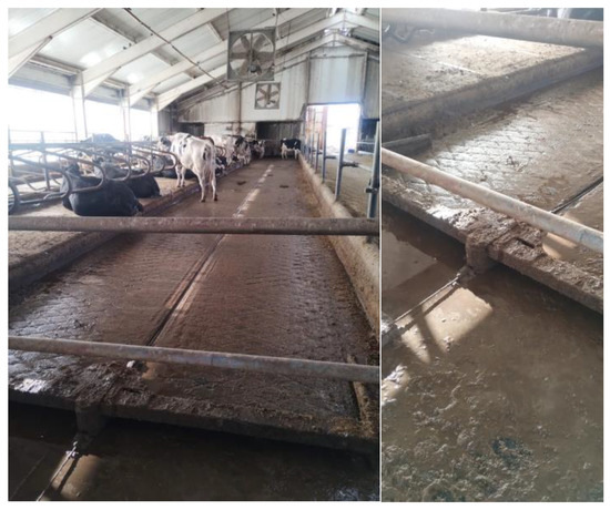 Importance of Noise Hygiene in Dairy Cattle Farming—A Review