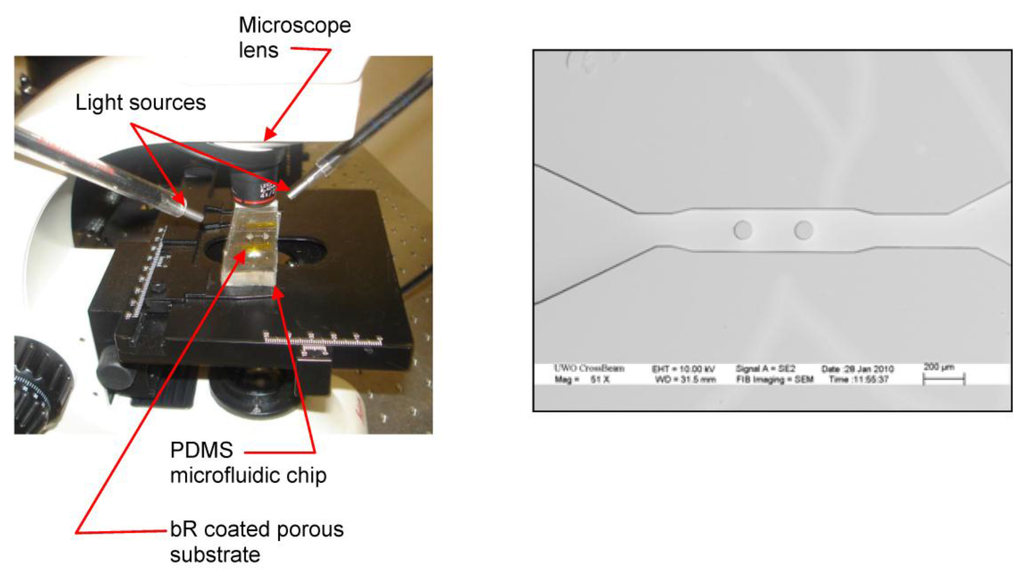 Actuators | Special Issue : Biophysical Micro- and Nano-Actuators