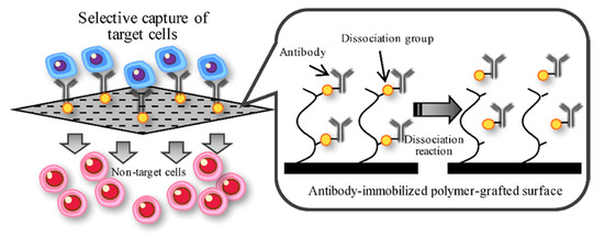 Biointerface Materials for Cellular Adhesion: Recent Progress and ...