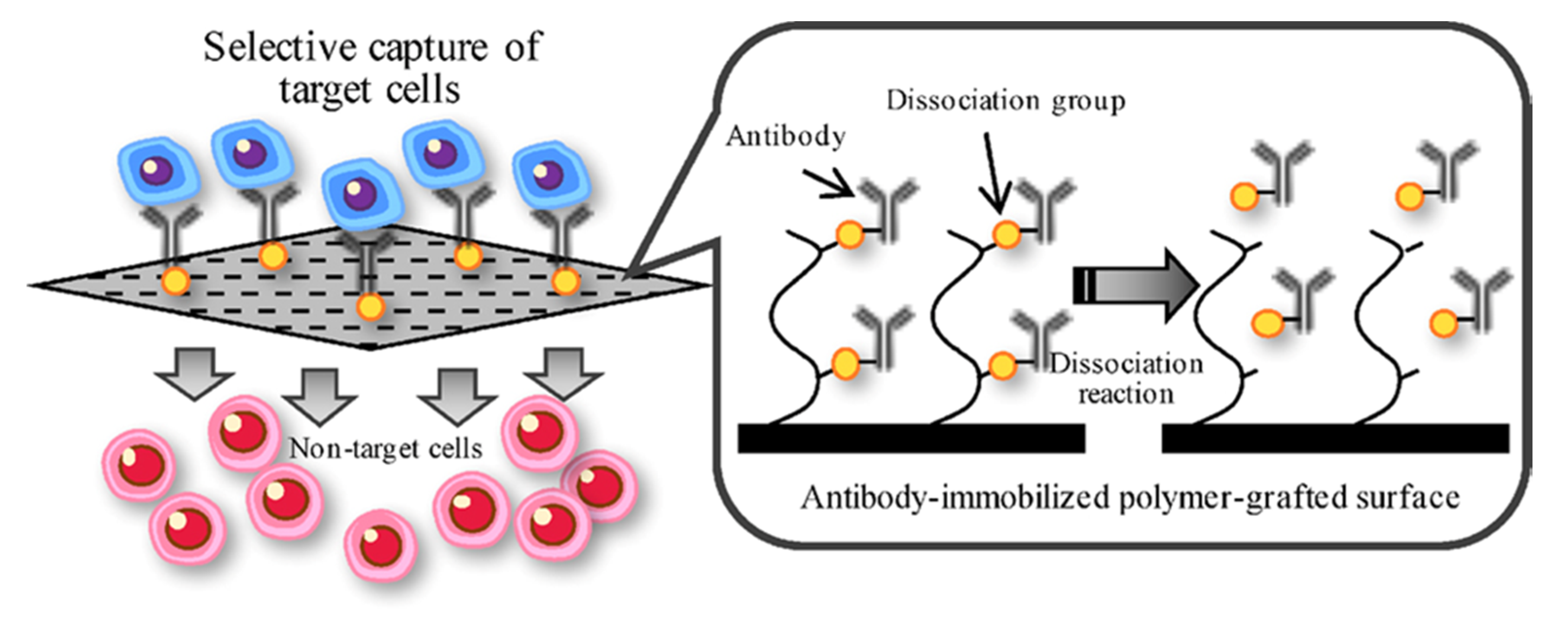 Biointerface Materials for Cellular Adhesion: Recent Progress and ...