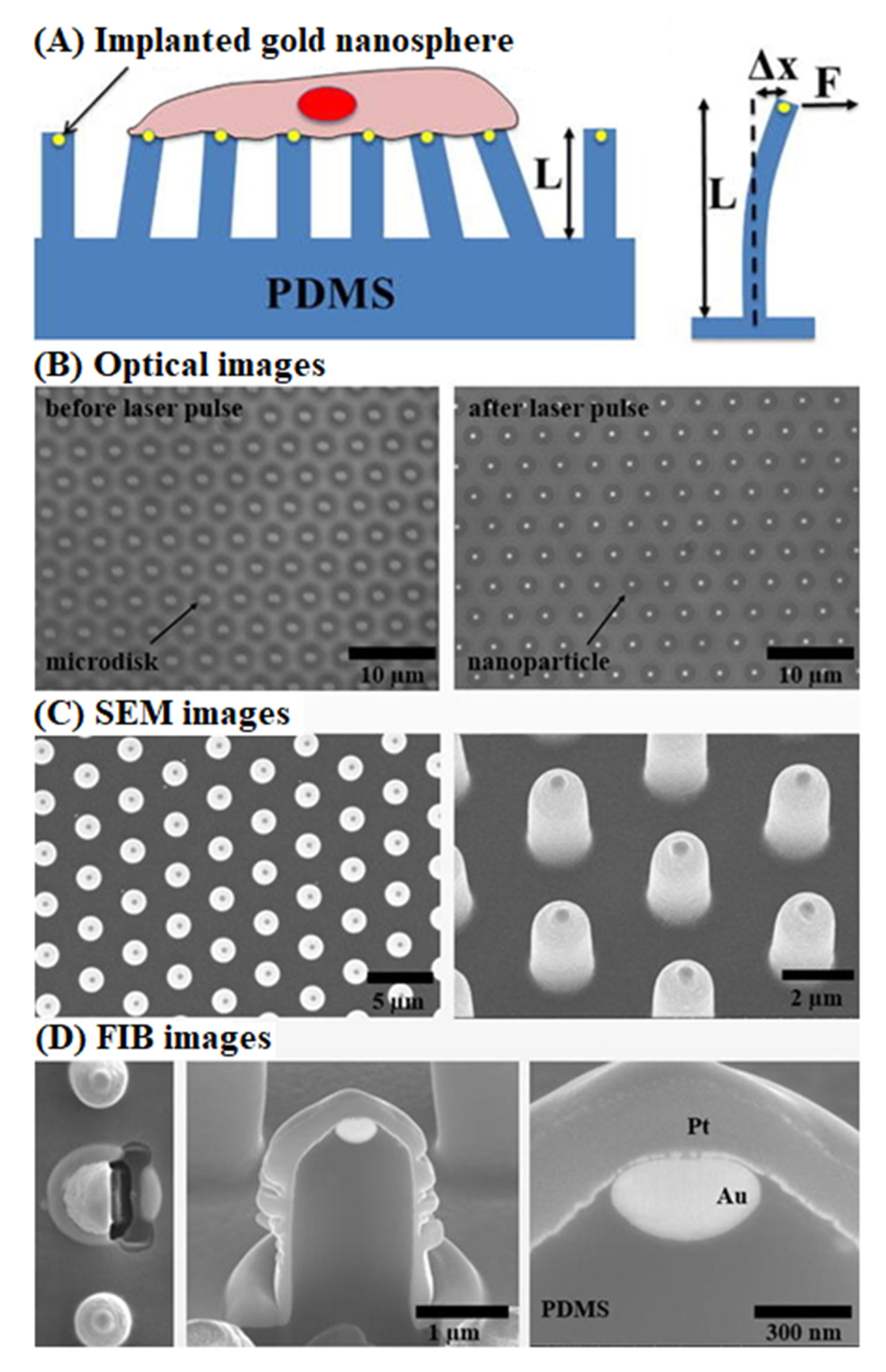Biointerface Materials for Cellular Adhesion: Recent Progress and ...