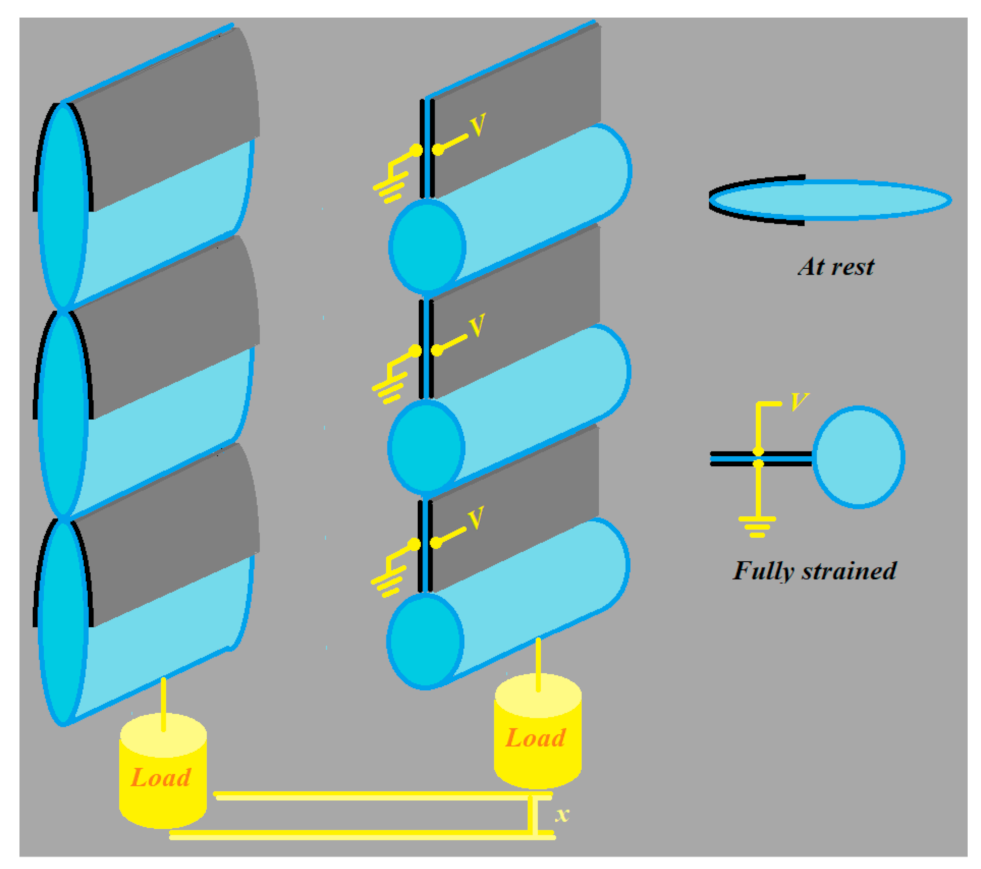 Implementation of the Biological Muscle Mechanism in HASEL Actuators to ...