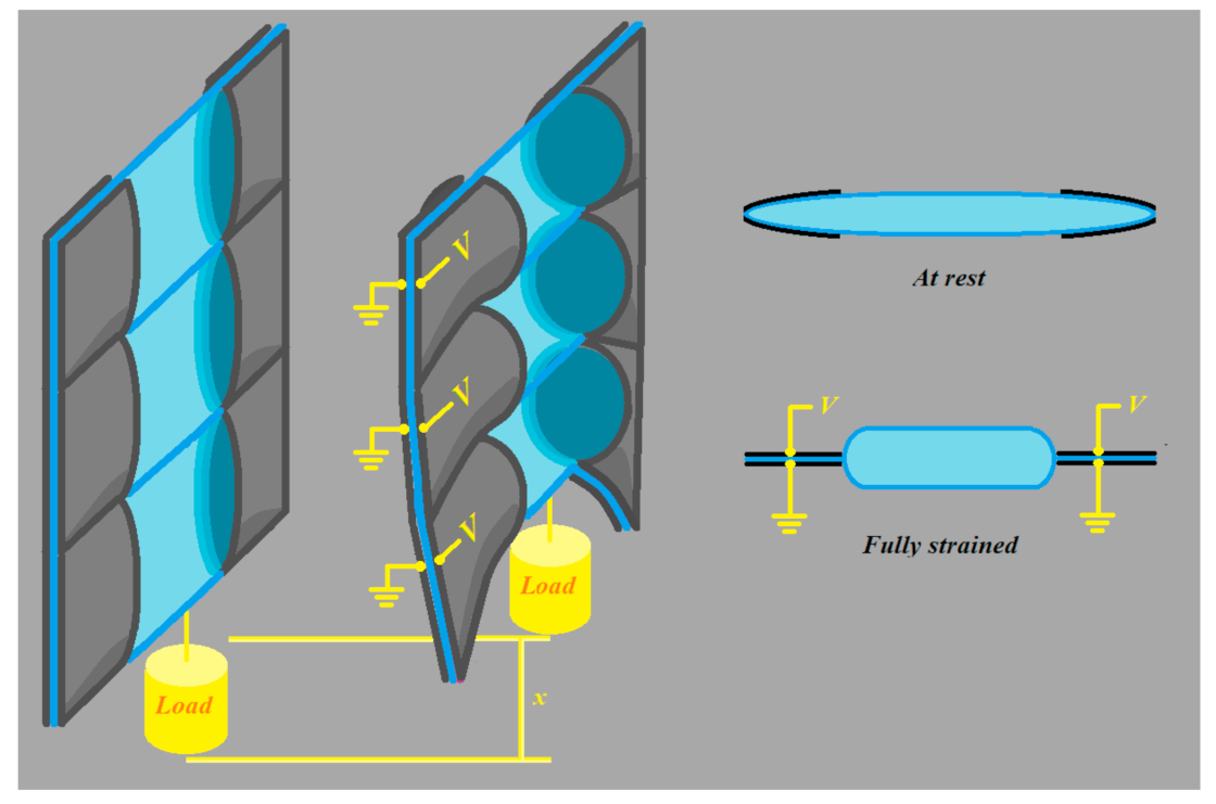 Implementation of the Biological Muscle Mechanism in HASEL Actuators to ...