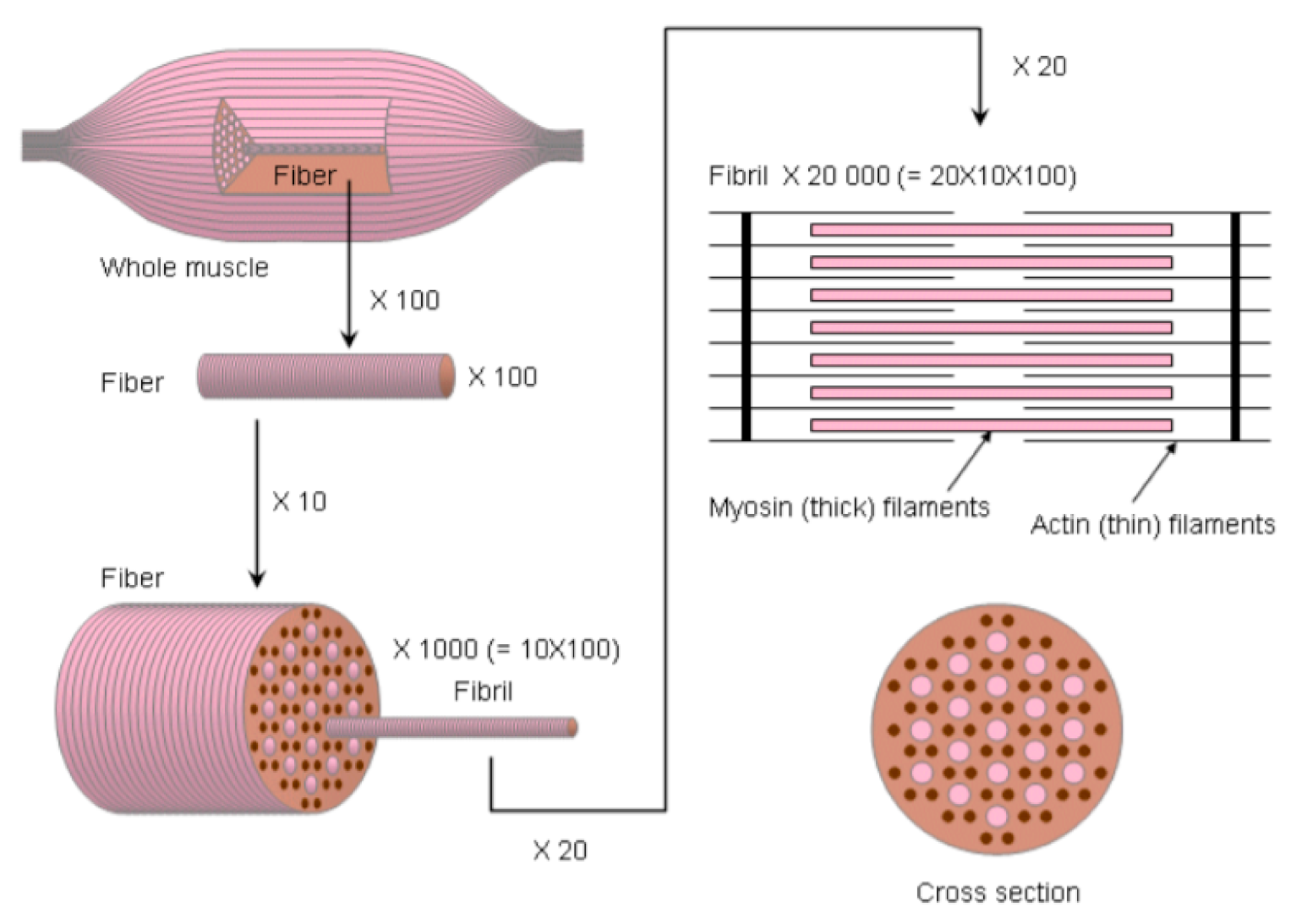 Implementation of the Biological Muscle Mechanism in HASEL Actuators to ...