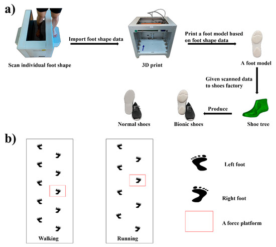 Actuators | Free Full-Text | A Pilot Study of Muscle Force between ...