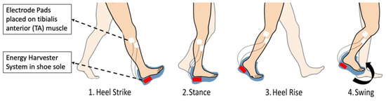 Foot Drop Stimulation via Piezoelectric Energy Harvester