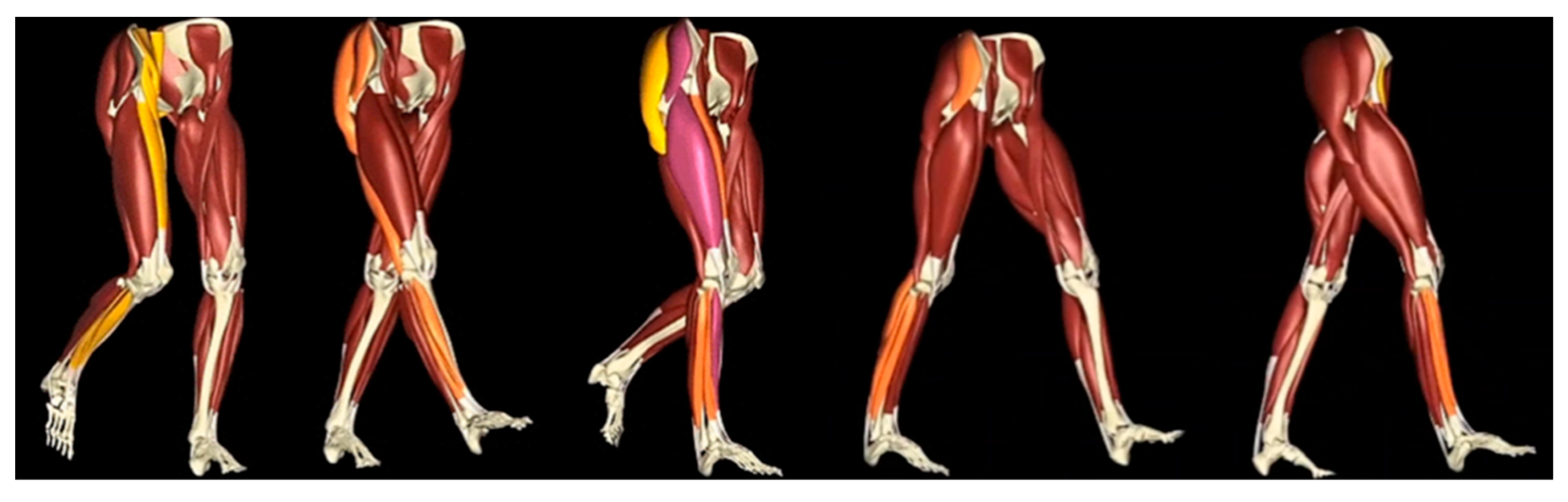Design and Analysis of a Lower Limb Loadbearing Exoskeleton
